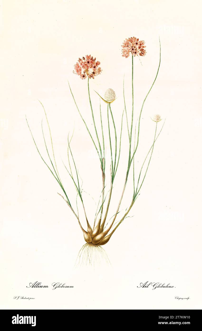 Allium saxatile hi-res stock photography and images - Alamy