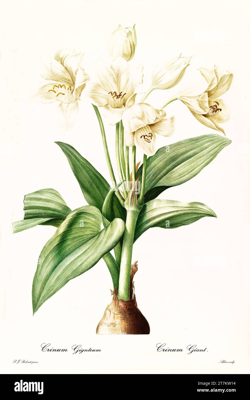 Old illustration of St. Cristopher Lily (Crinum jagus). Les Liliacées ...
