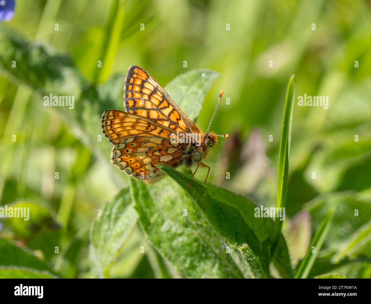 Marsh Fritillary Butterfly With its Wings Open Stock Photo - Alamy
