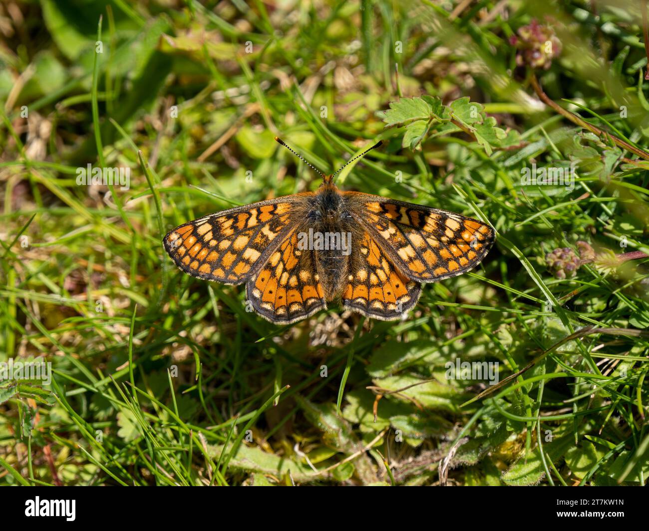 Marsh Fritillary Butterfly With its Wings Open Stock Photo - Alamy