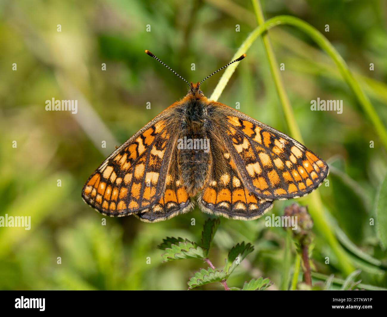 Marsh Fritillary Butterfly With its Wings Open Stock Photo - Alamy