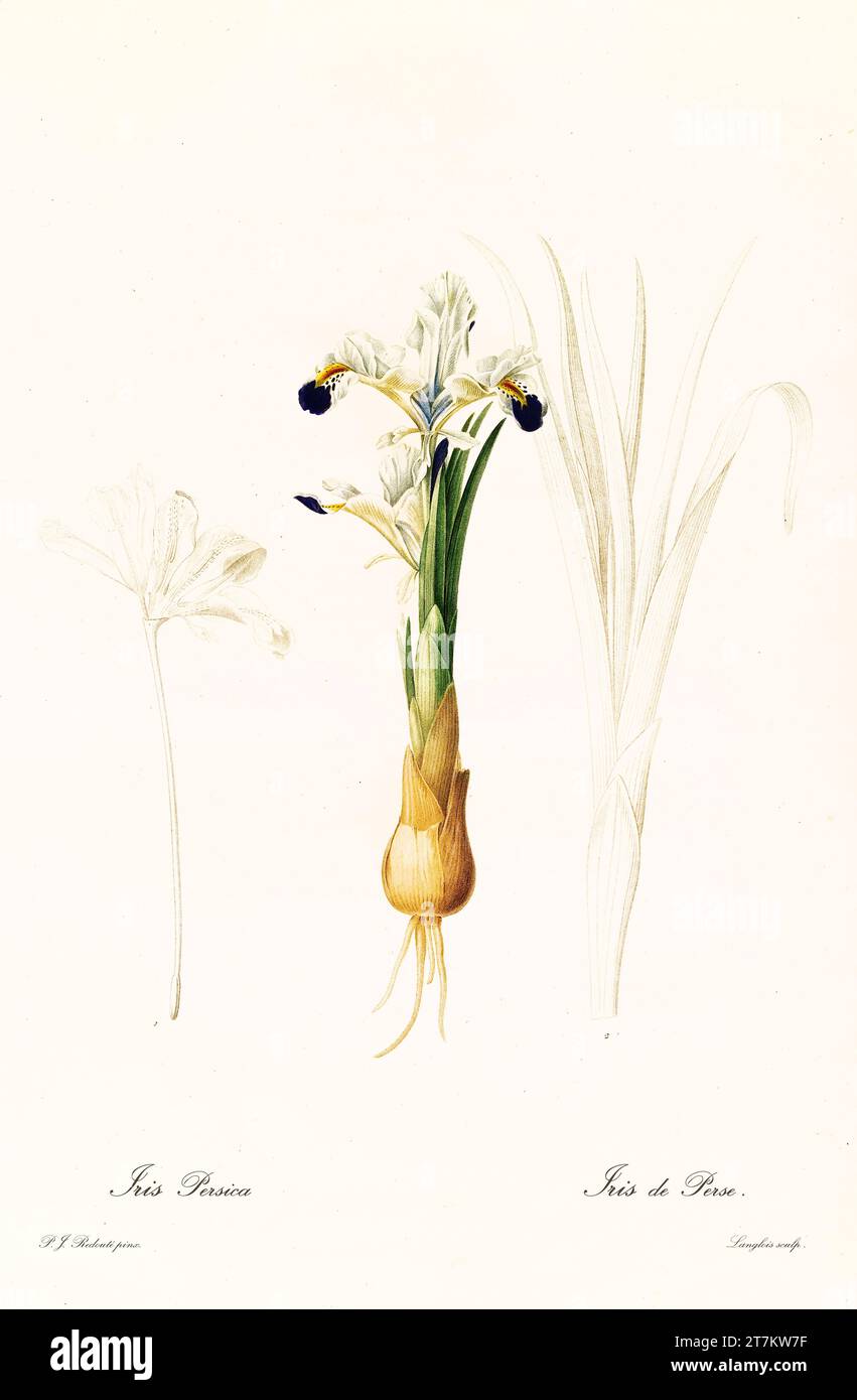 Old illustration of Persian Iris (Iris persica). Les Liliacées, By P. J ...