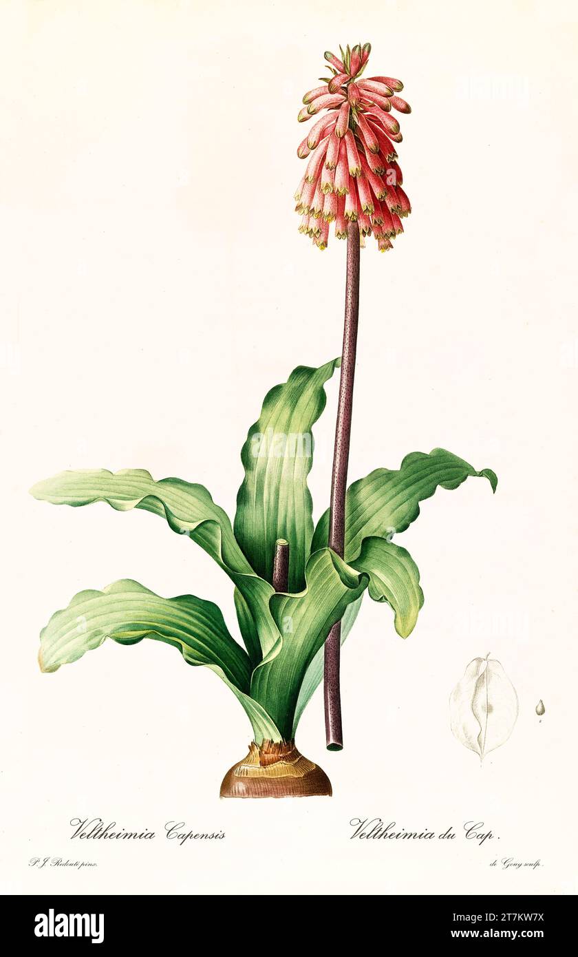 Old illustration of Sand Lily (Veltheimia capensis). Les Liliacées, By ...