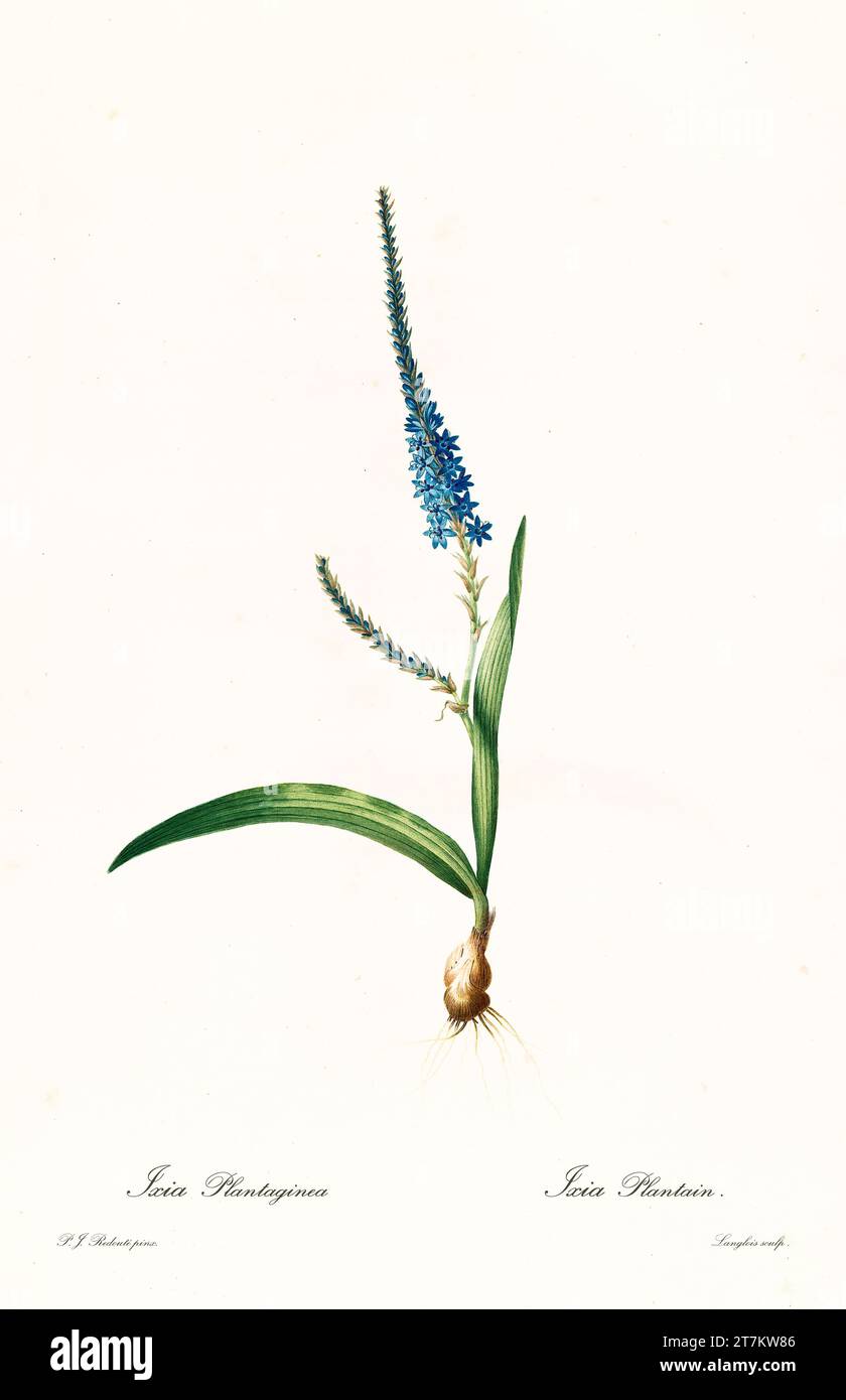 Old illustration of Swordleaf Combflower (Micranthus alopecuroides ...