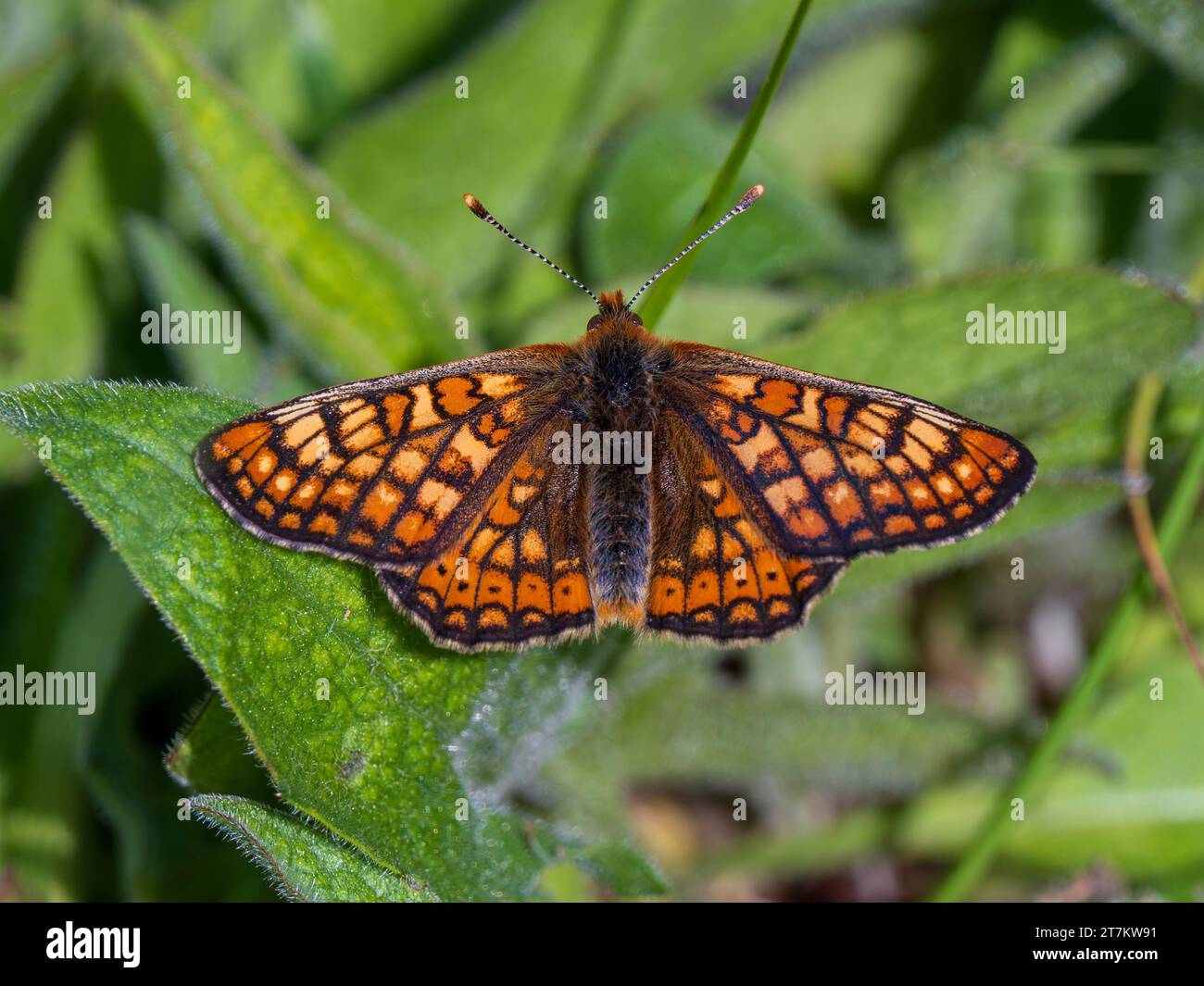 Marsh Fritillary Butterfly With its Wings Open Stock Photo - Alamy