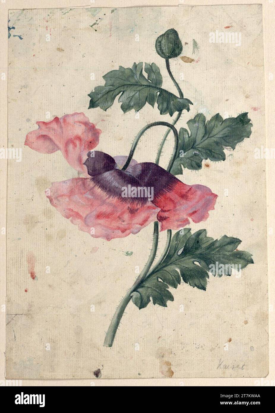 Joseph Maria Kaiser P and chisel and bud. Watercolor Stock Photo - Alamy