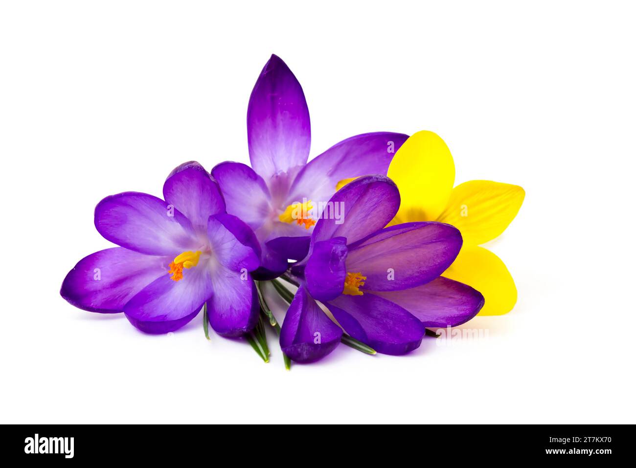 crocus - one of the first spring flowers, white background Stock Photo ...