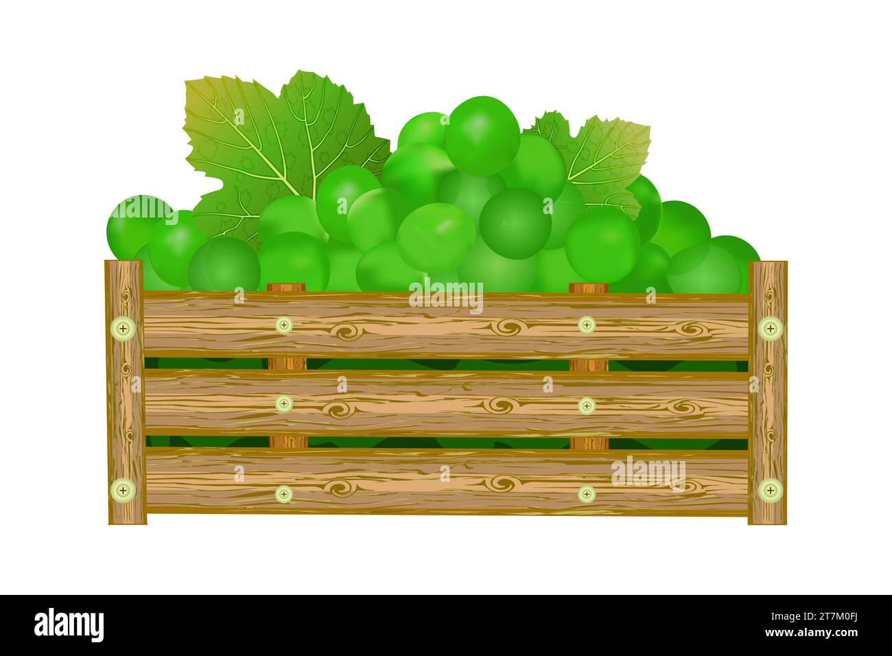Grapevine in garden Cut Out Stock Images & Pictures - Alamy