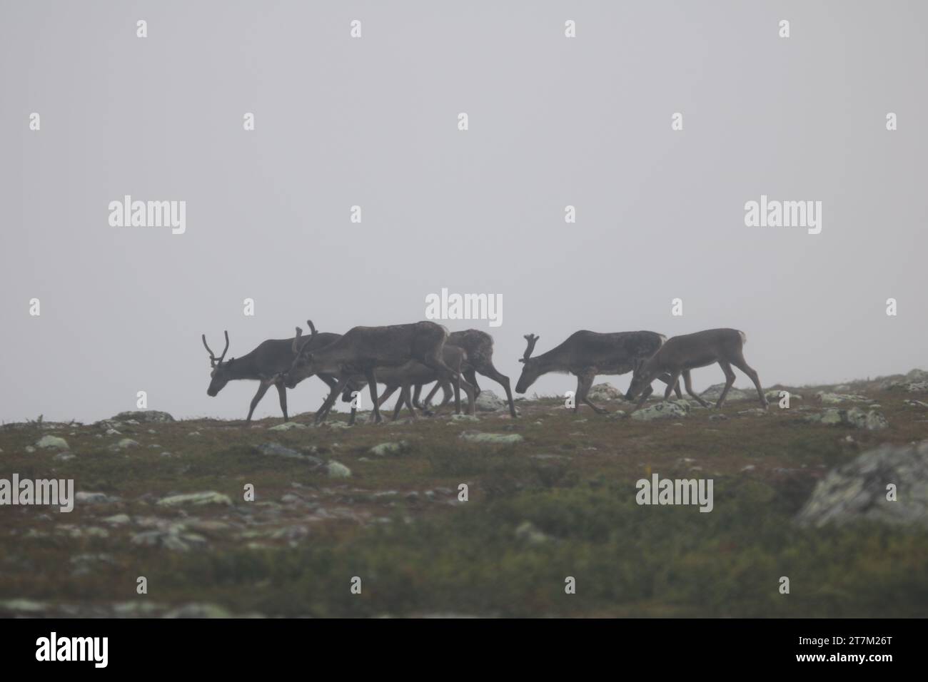 Reindeer herd is running onto the horizon in Lapland Stock Photo - Alamy