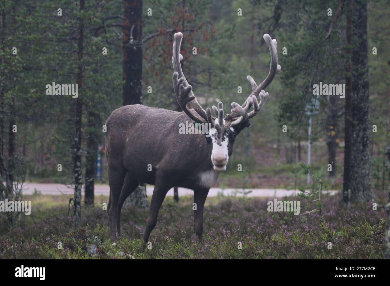 Single reindeer looking in the camera in Lapland Stock Photo - Alamy
