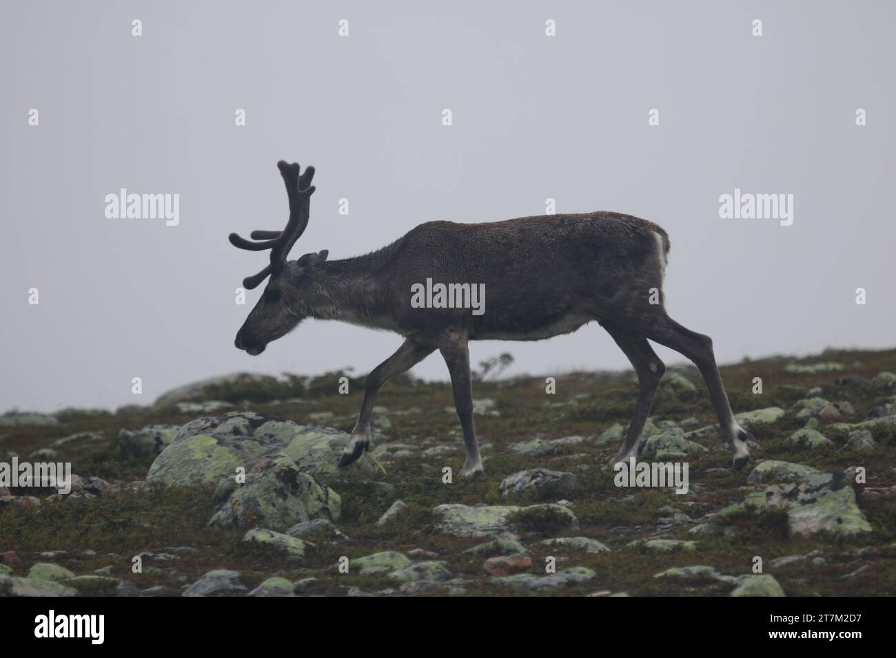 Lapland wildlife hi-res stock photography and images - Alamy