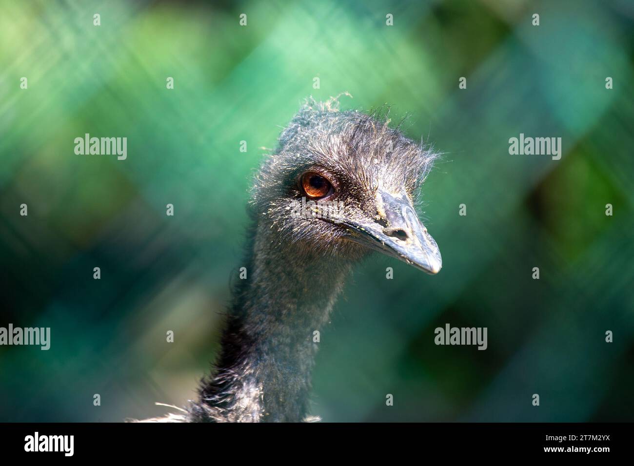 Captivating image of the Emu, Australia's iconic flightless bird ...