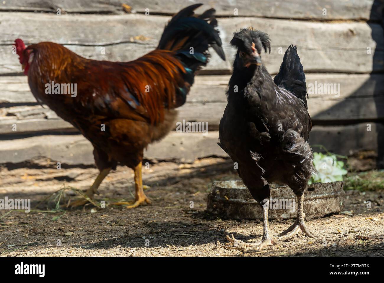 rooster with chicken in a chicken coop. home farm in village Stock ...