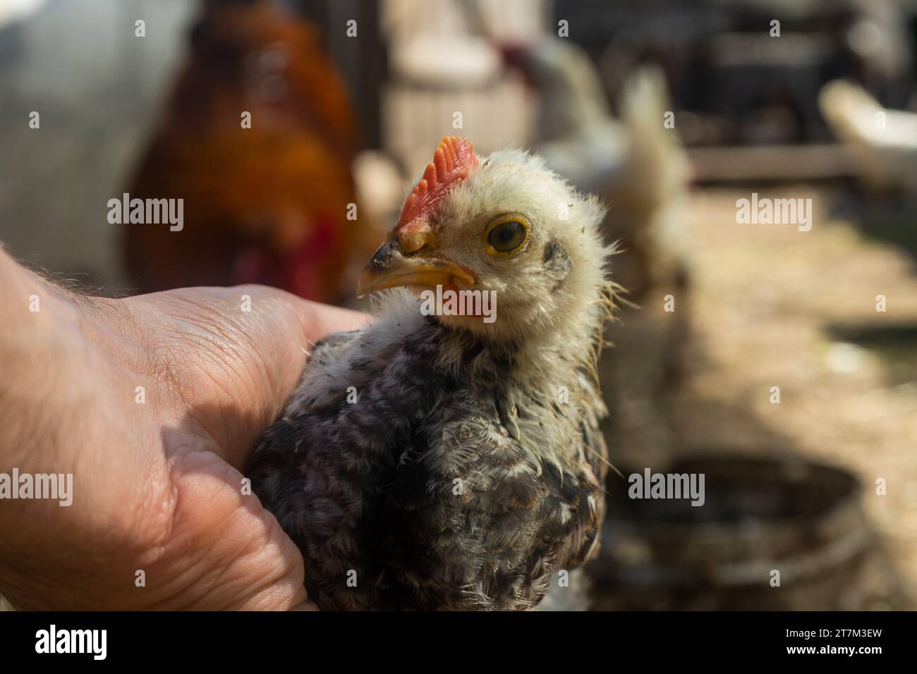 chick in hand. home small poultry farm Stock Photo - Alamy