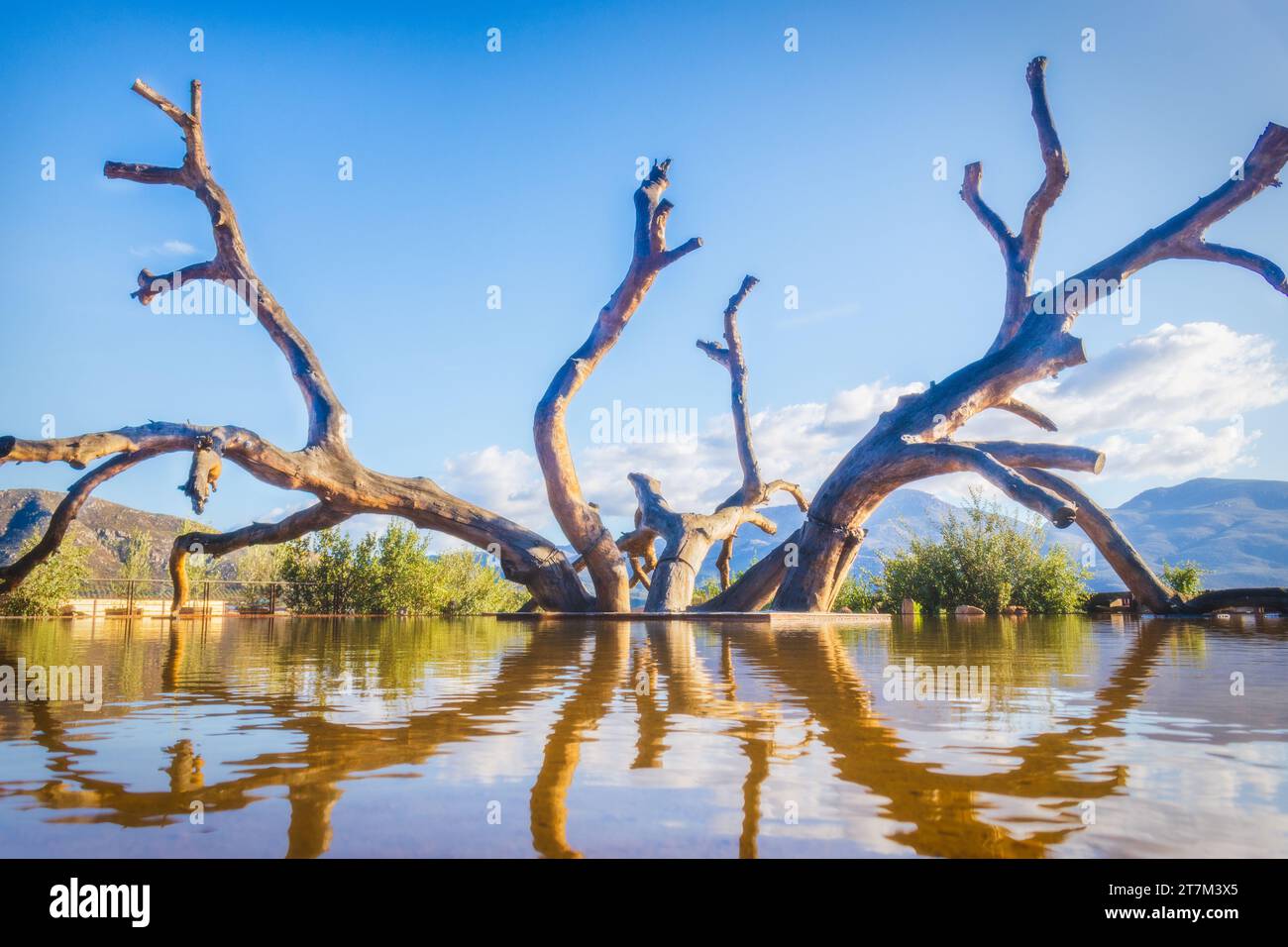 Huge tree over water and vineyard Stock Photo - Alamy