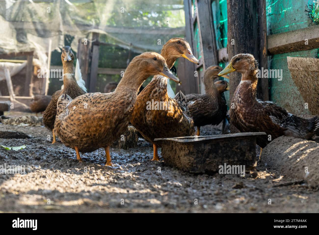 Domestic ducks in poultry yard during feeding Stock Photo - Alamy