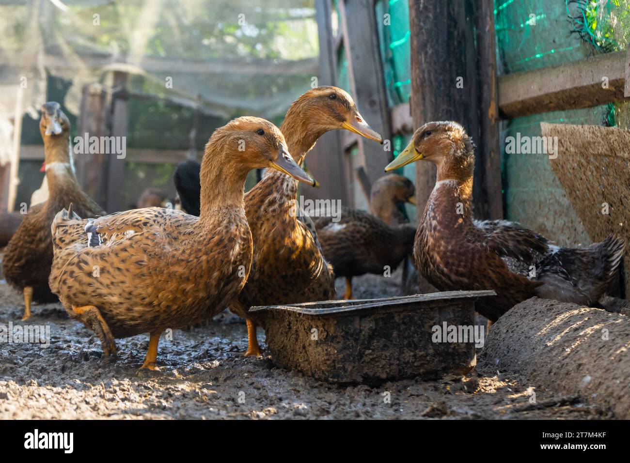Domestic ducks in the poultry yard during feeding Stock Photo - Alamy