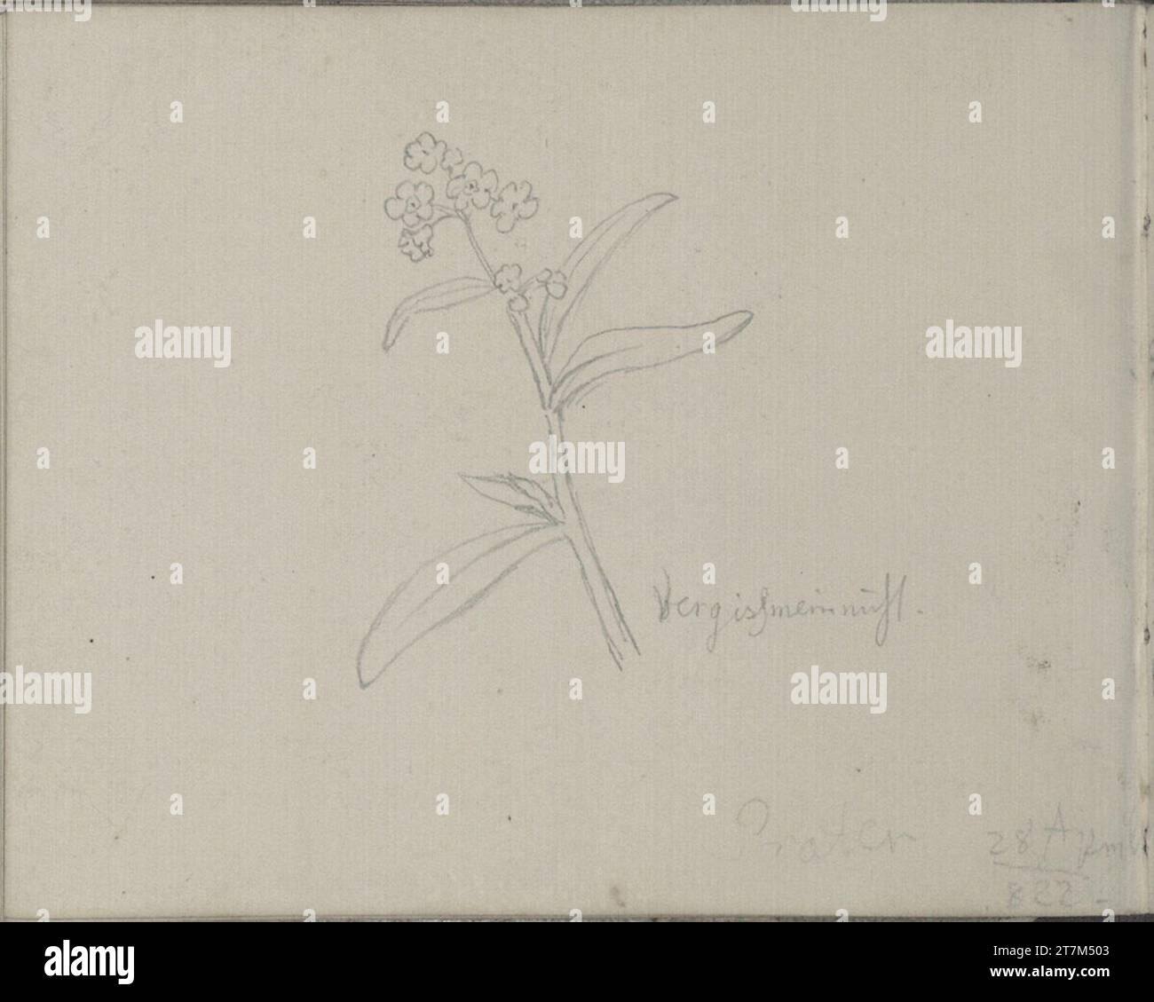 Blasius Höfel A forget-me-not. Pencil 28. April 1822 (Sketchbook: 1820 ...