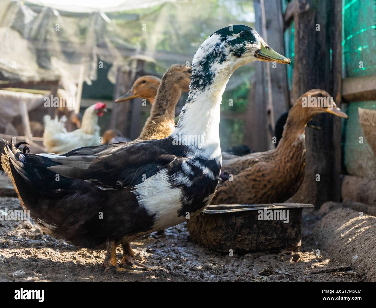 Domestic ducks in the poultry yard during feeding Stock Photo - Alamy