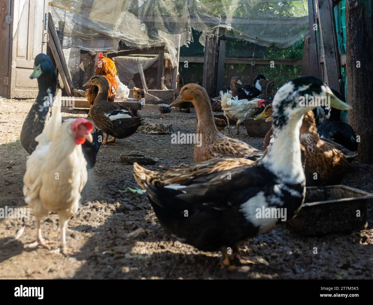 Domestic ducks and chickens in the poultry yard. chickens and duck on ...
