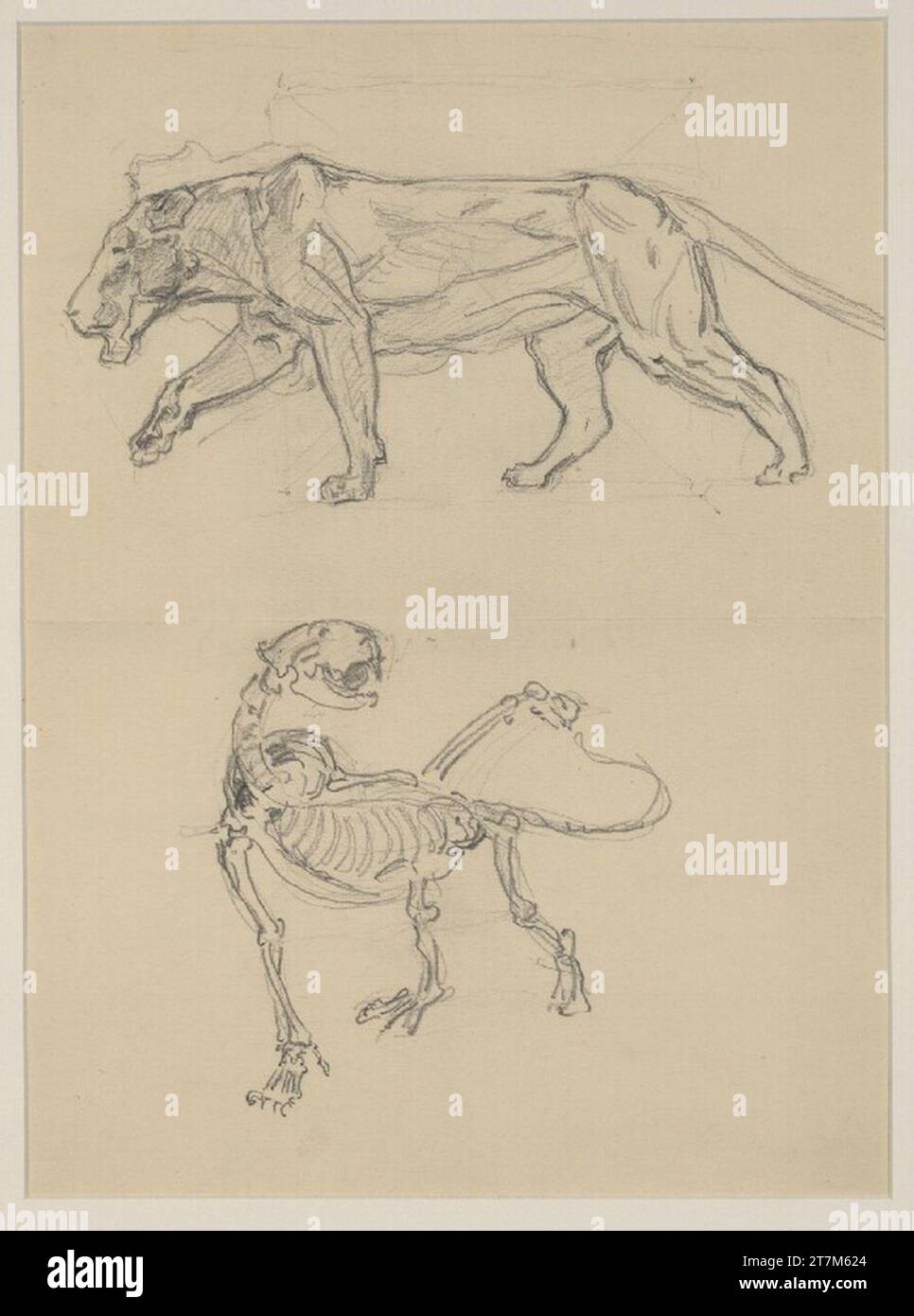 Hermann Heller Cat -like predators. Pencil Stock Photo - Alamy