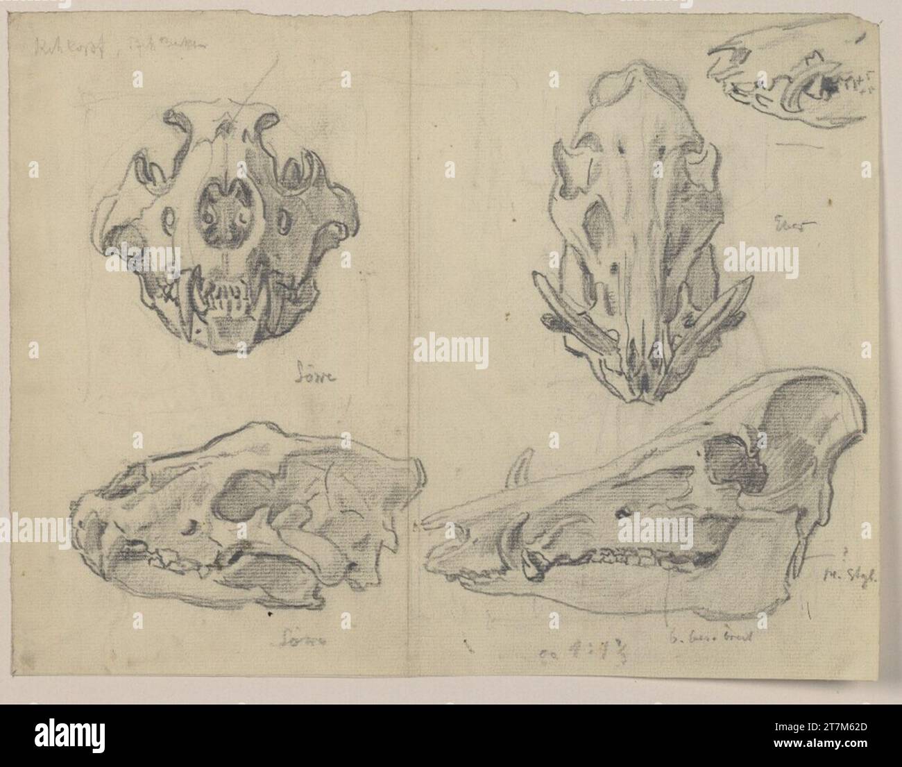 Skull formations lion hi-res stock photography and images - Alamy