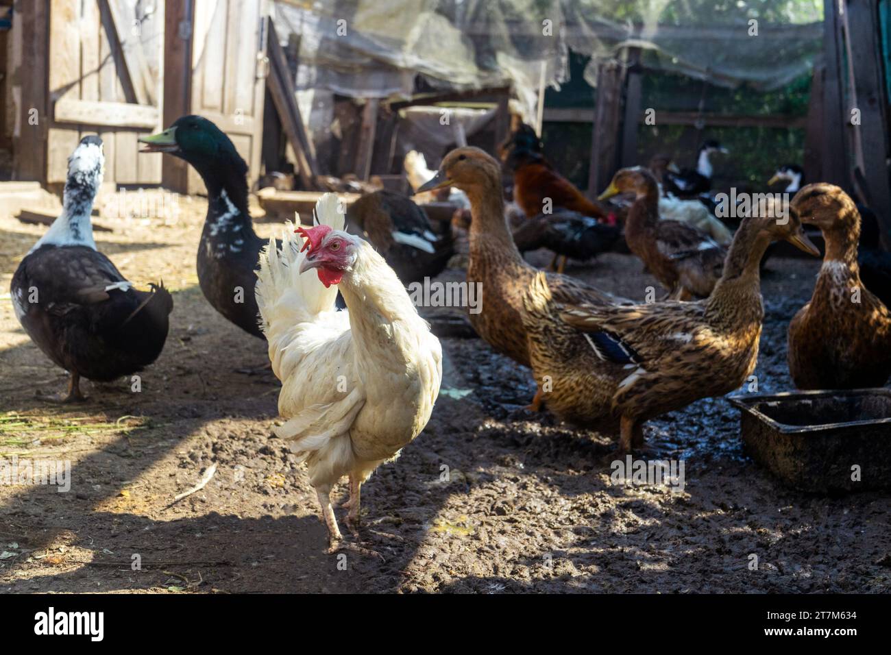 Domestic ducks and chickens in the poultry yard during feeding. Free ...