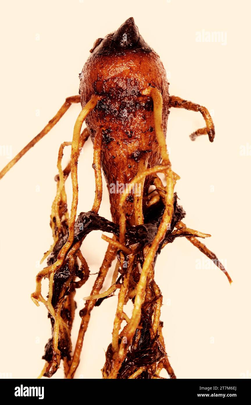 Indian botanical hi-res stock photography and images - Alamy