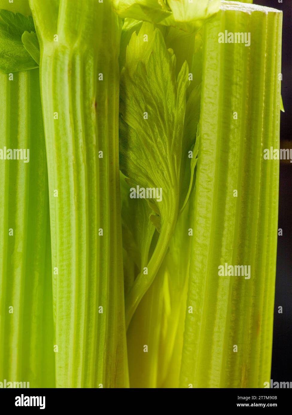 Close up food still life of crispy looking aromatic celery (Apium ...