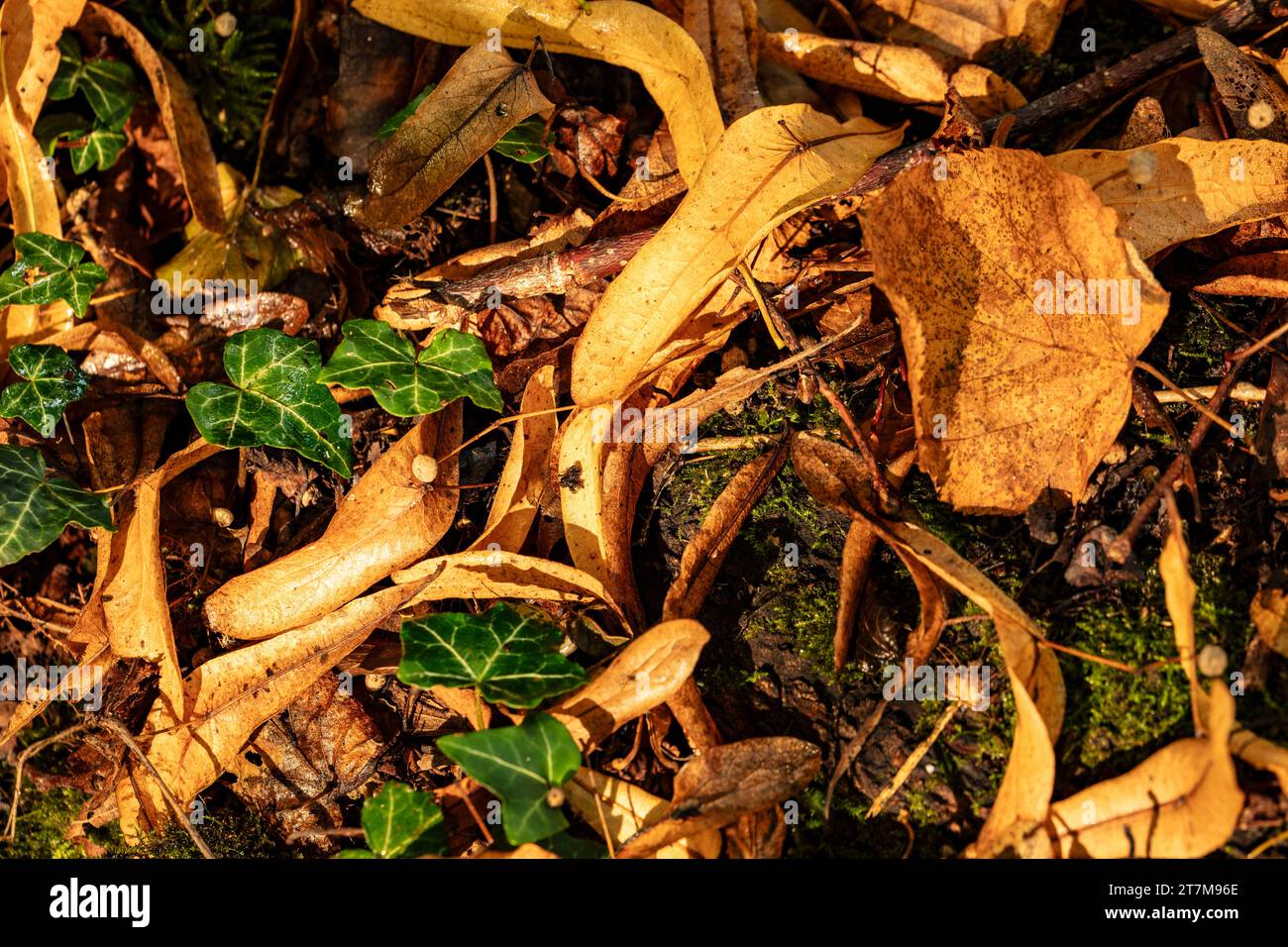 Natural chaotic fallen autumn leaves environmental portrait. High ...