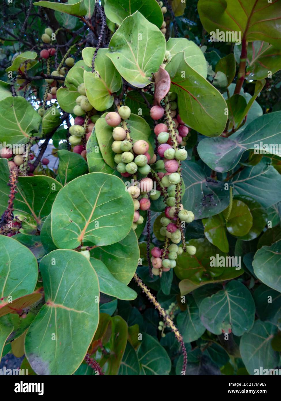 Natural close up plant portrait of Coccoloba uvifera, seaside grape ...