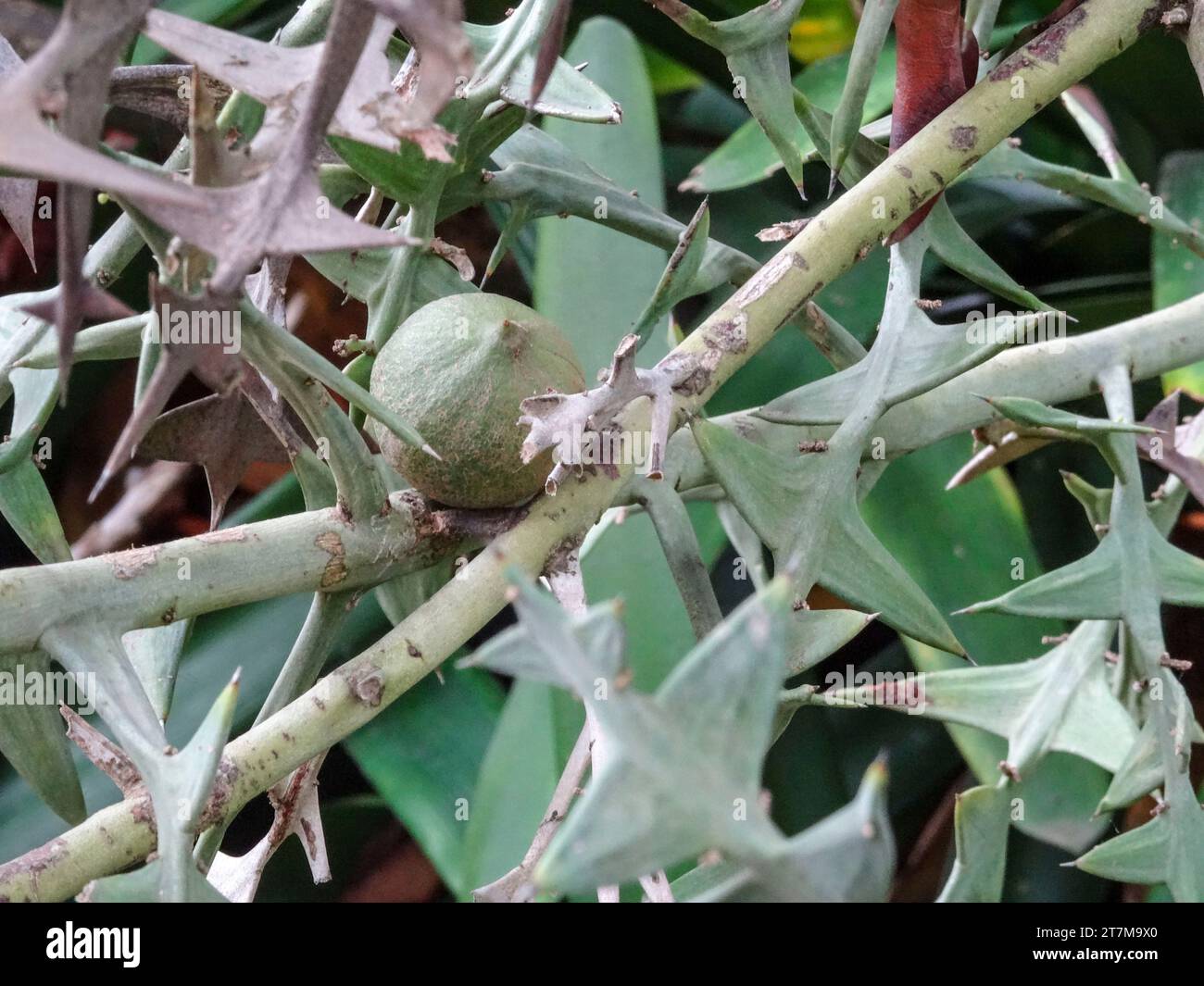 Natural close up flowering plant portrait of the stunningly spikey ...