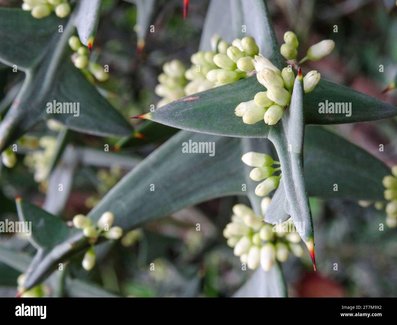 Natural close up flowering plant portrait of the stunningly spikey ...