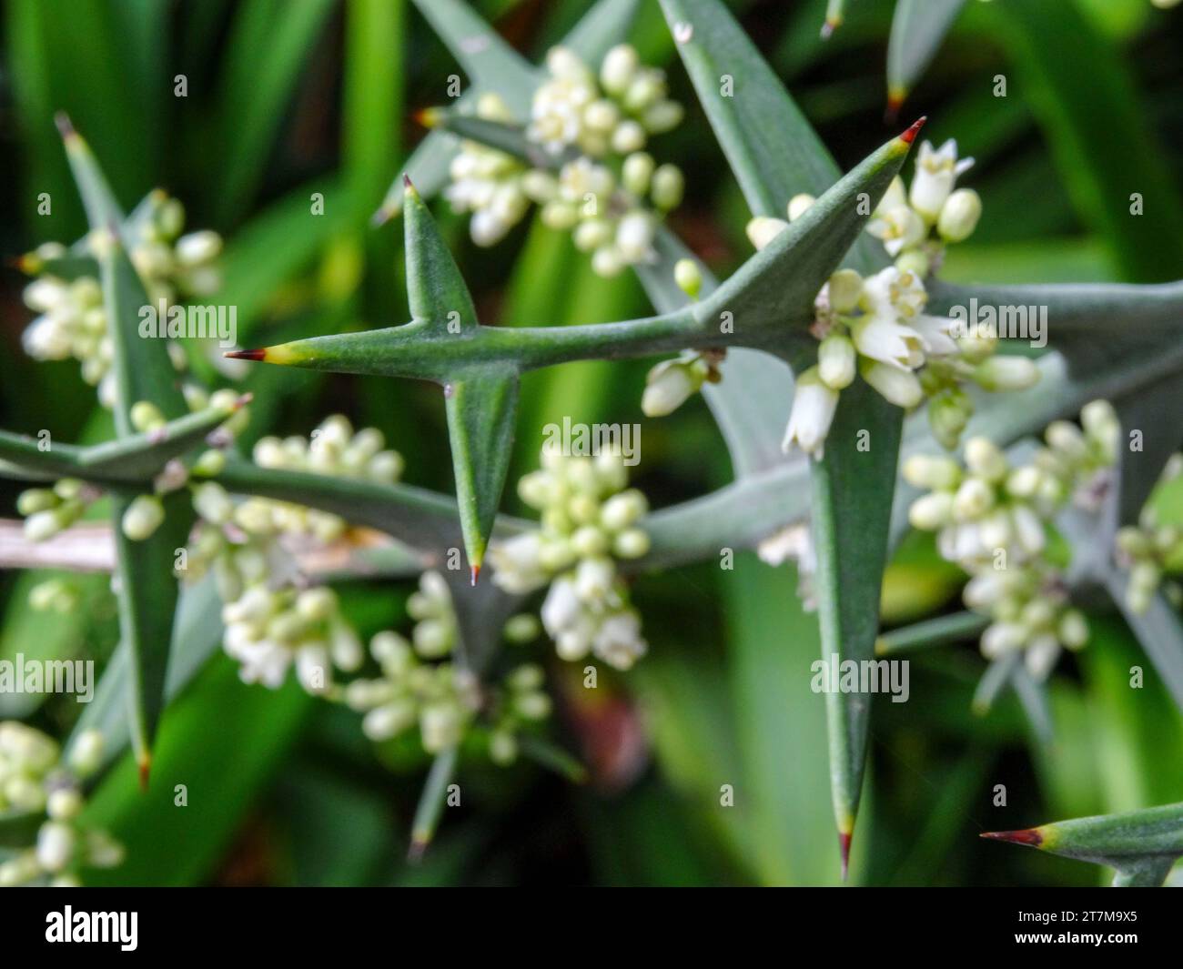 Natural close up flowering plant portrait of the stunningly spikey ...