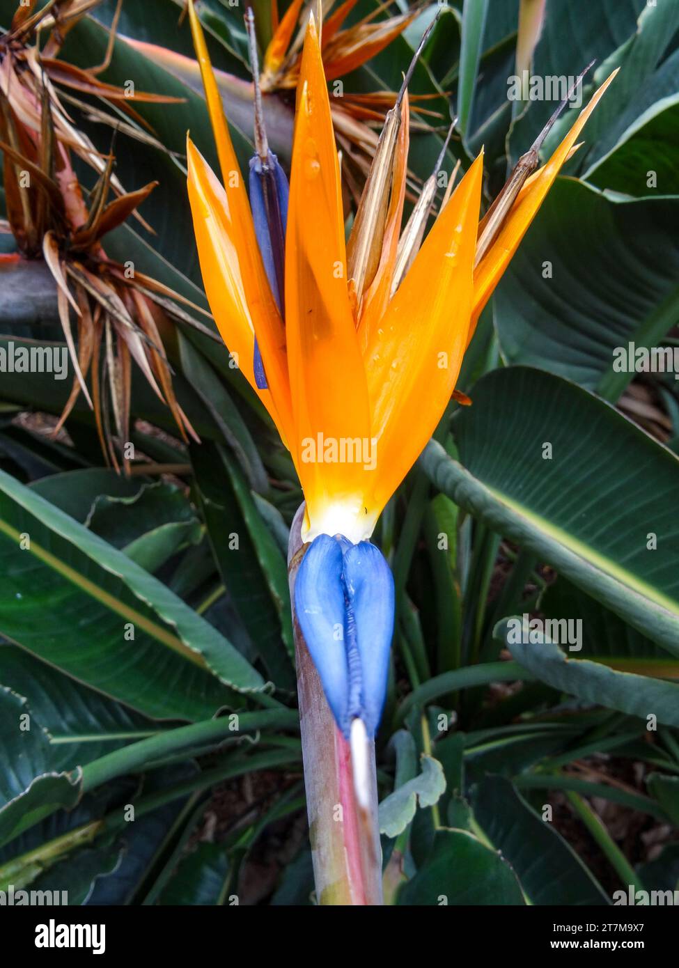 Natural close up high resolution flowering plant portrait of the ever ...