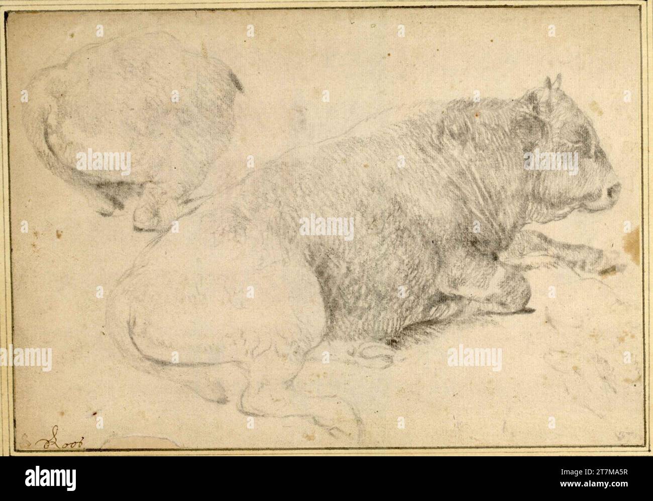 Theodor Roos To the right bull, above the detailed study of his back ...