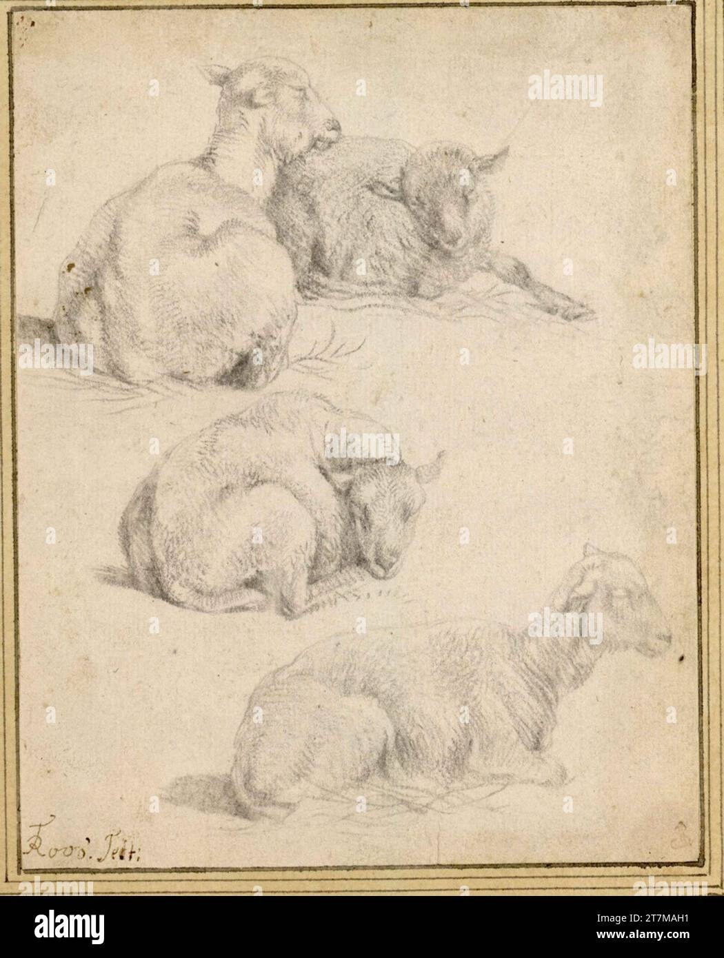 Theodor Roos Lying sheep. Coal, brush in gray Stock Photo - Alamy