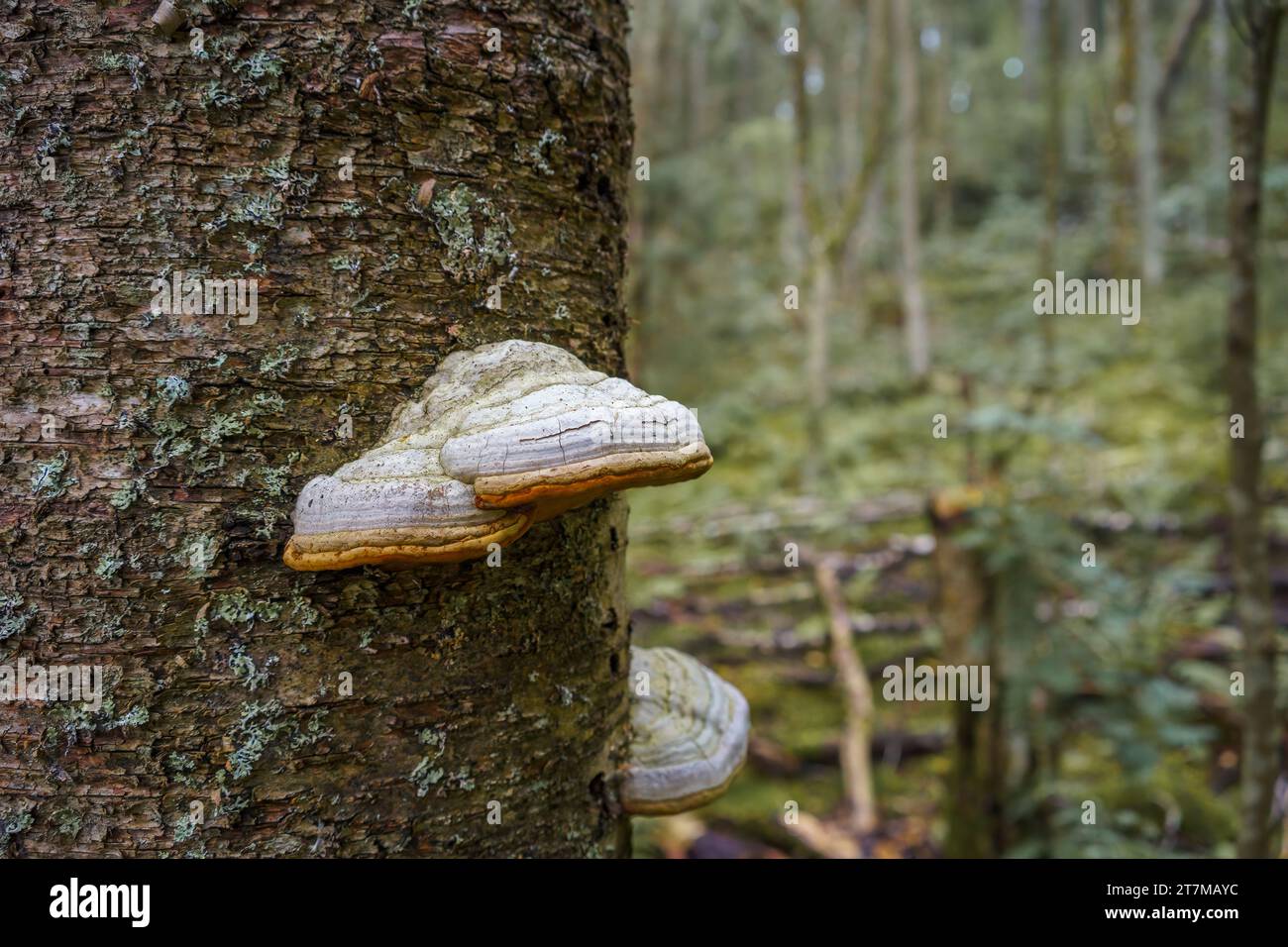 Fungal fungi fungus parasite hi-res stock photography and images - Alamy