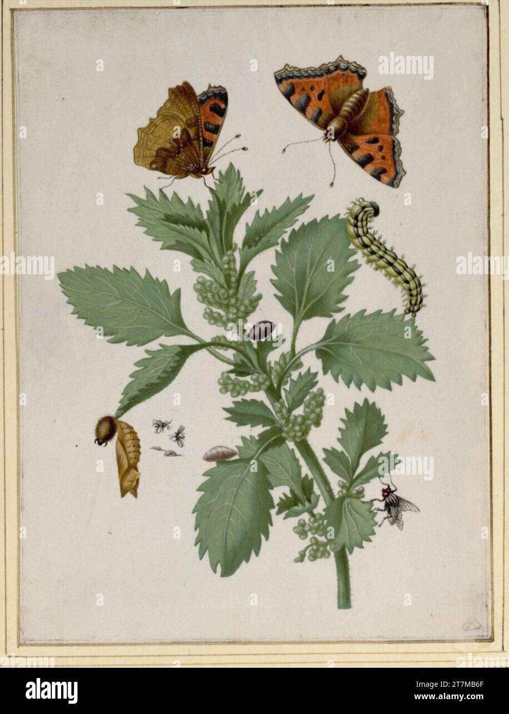 Maria Sibylla Merian The little fox (Vanessa Urticae L.) with ...