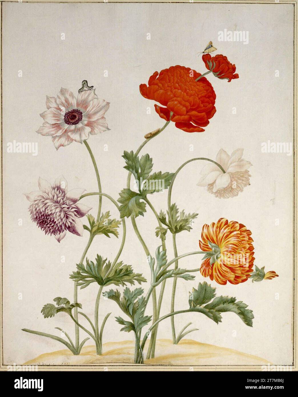 Maria Sibylla Merian Different colored poppies. Miniature painting in ...