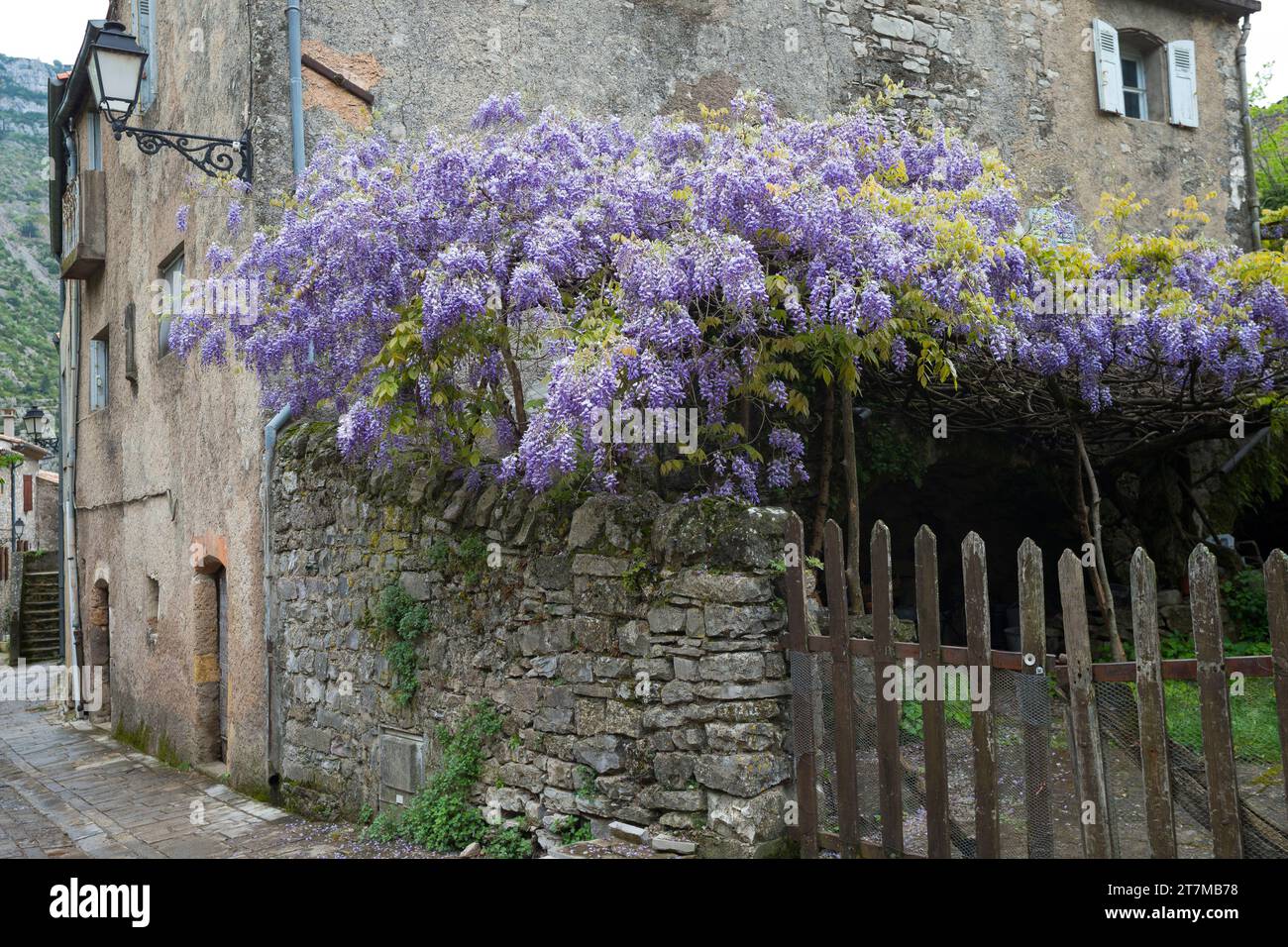 La glycine de chine hi-res stock photography and images - Alamy