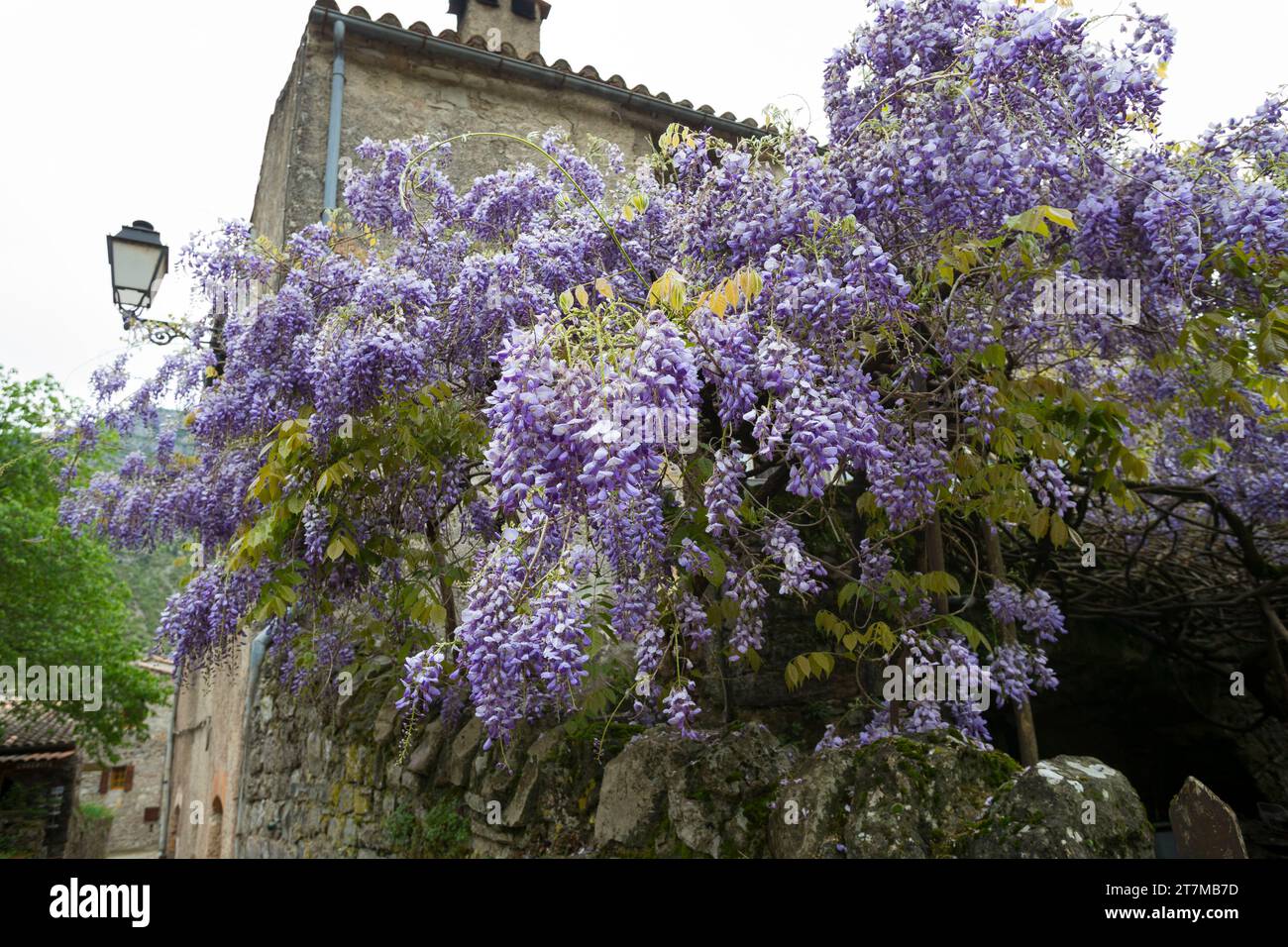 Blauregen, Chinesischer Blauregen, Chinesische Wisteria, Wisterie ...