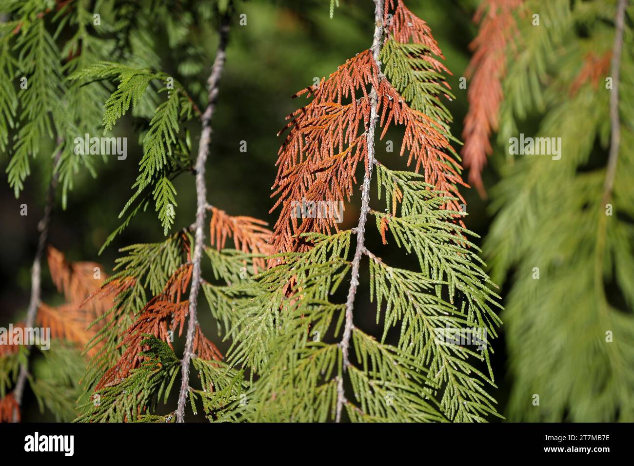 Dead needles hang on a western red cedar tree in the Willamette ...