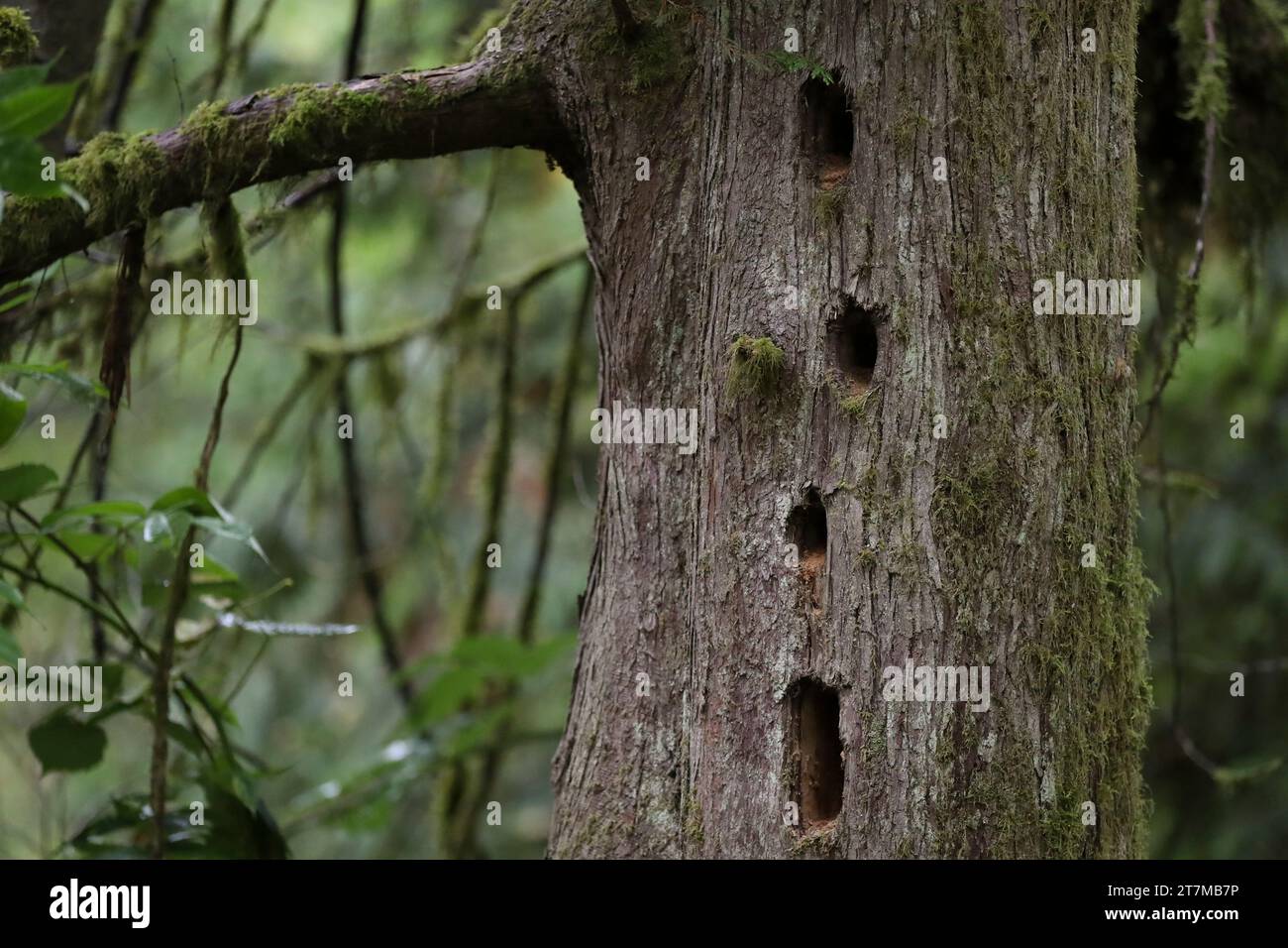 Woodpecker nesting holes in a dead western red cedar tree at Magness ...