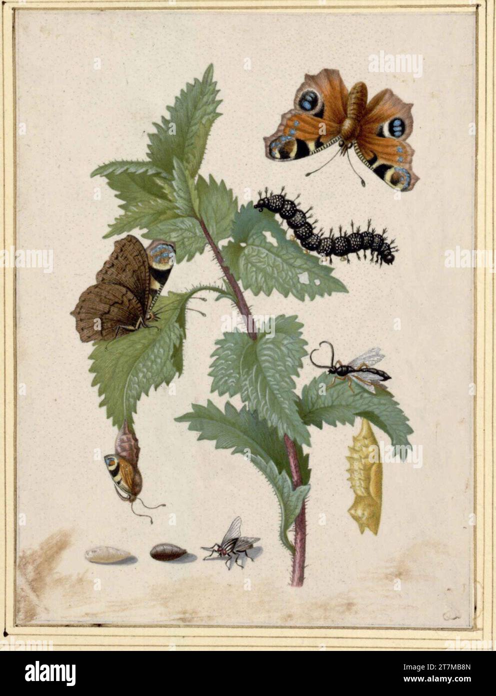 Maria sibylla merian caterpillar hi-res stock photography and images ...