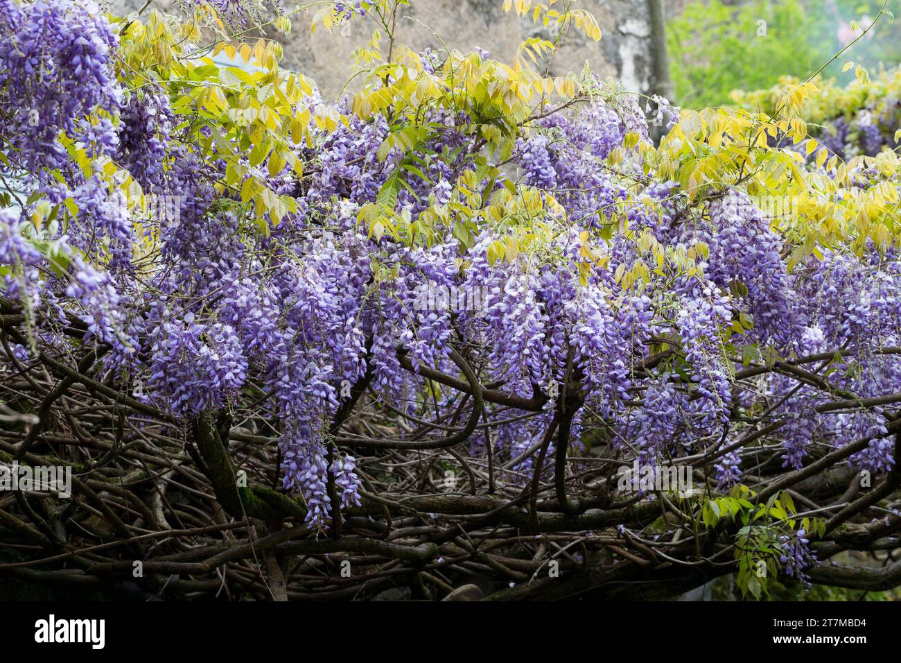 Blauregen, Chinesischer Blauregen, Chinesische Wisteria, Wisterie ...