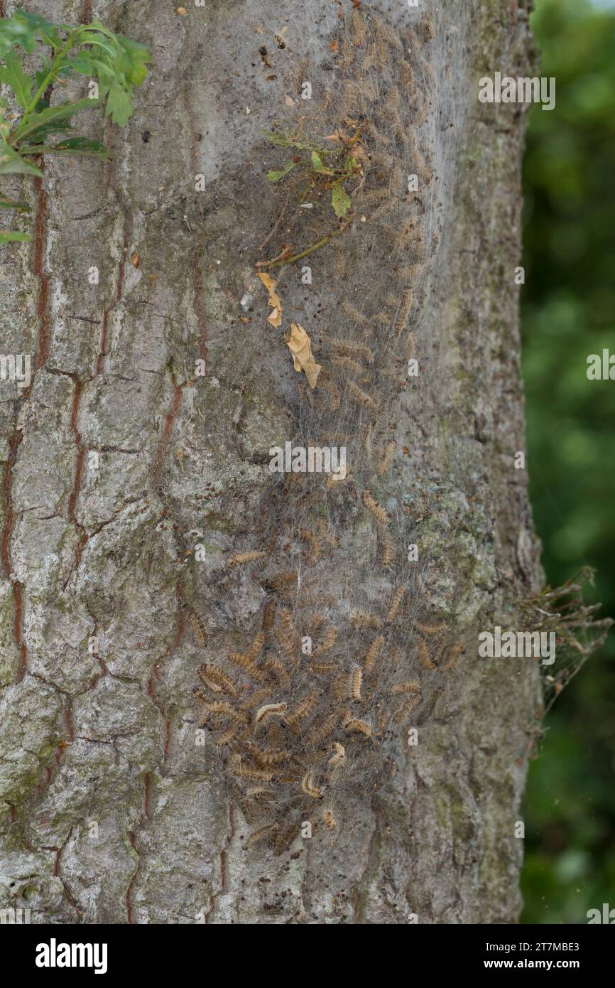 Eichen-Prozessionsspinner, Prozessionsspinner, Eichenprozessionsspinner ...