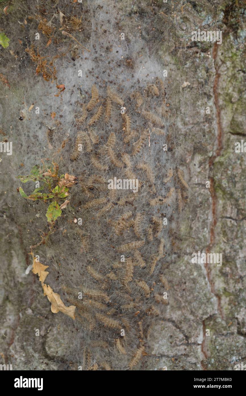 Eichen-Prozessionsspinner, Prozessionsspinner, Eichenprozessionsspinner ...