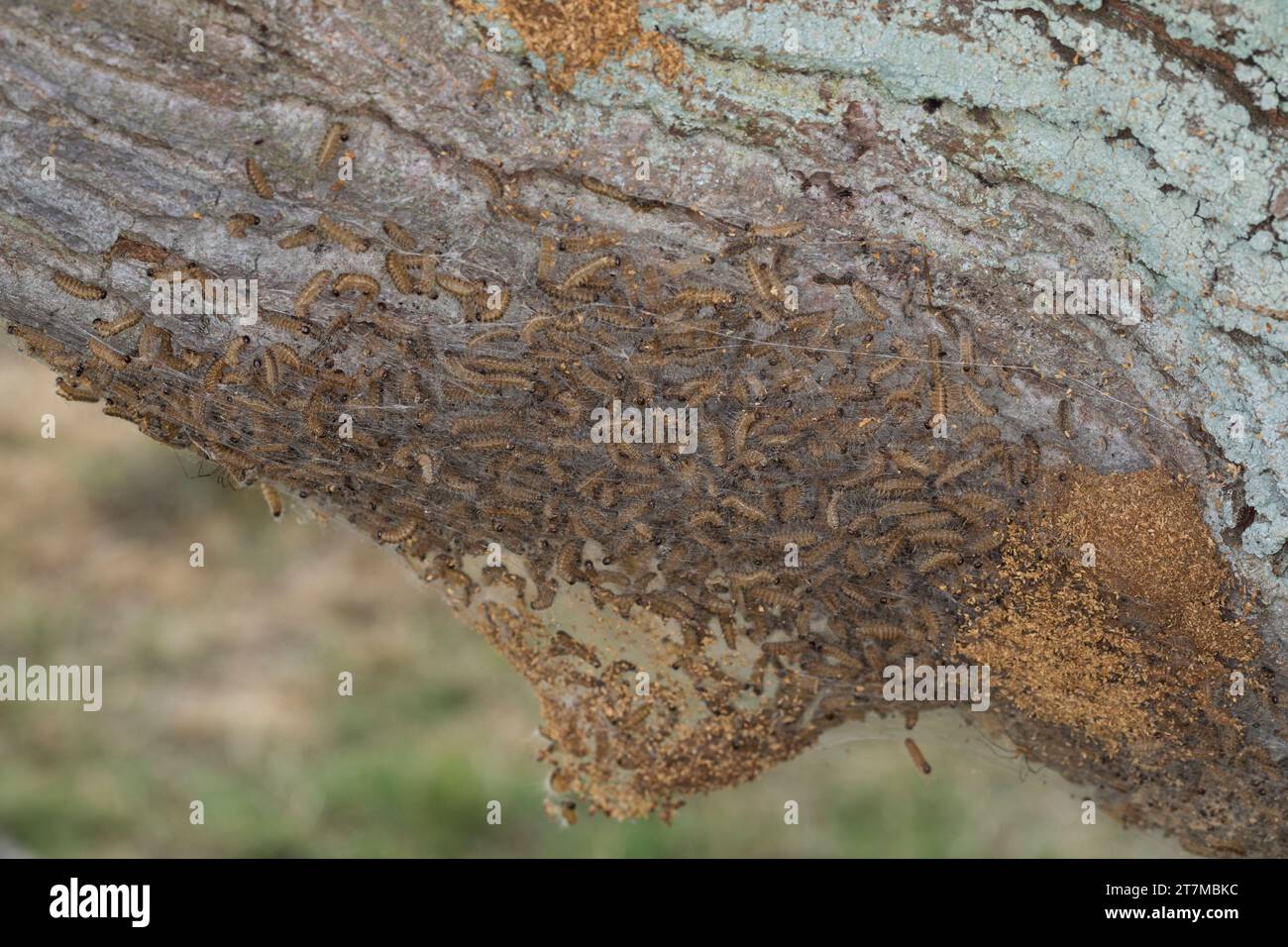 Eichen-Prozessionsspinner, Prozessionsspinner, Eichenprozessionsspinner ...