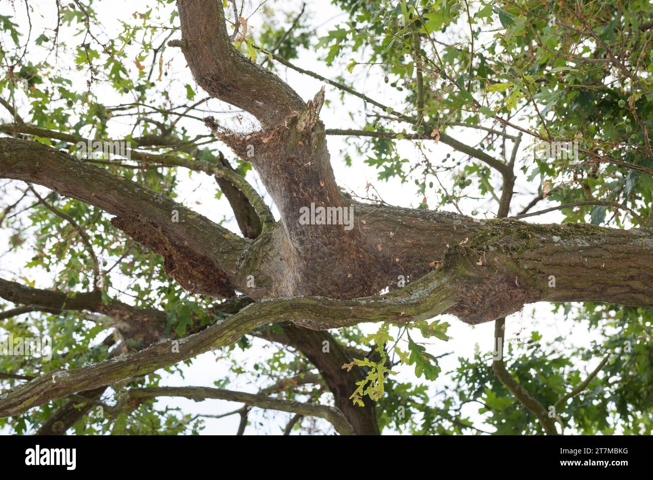 Eichen-Prozessionsspinner, Prozessionsspinner, Eichenprozessionsspinner ...